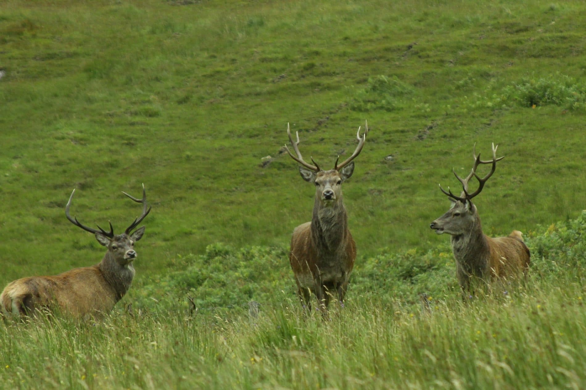 Hunting in Romania - Arkleton Trust